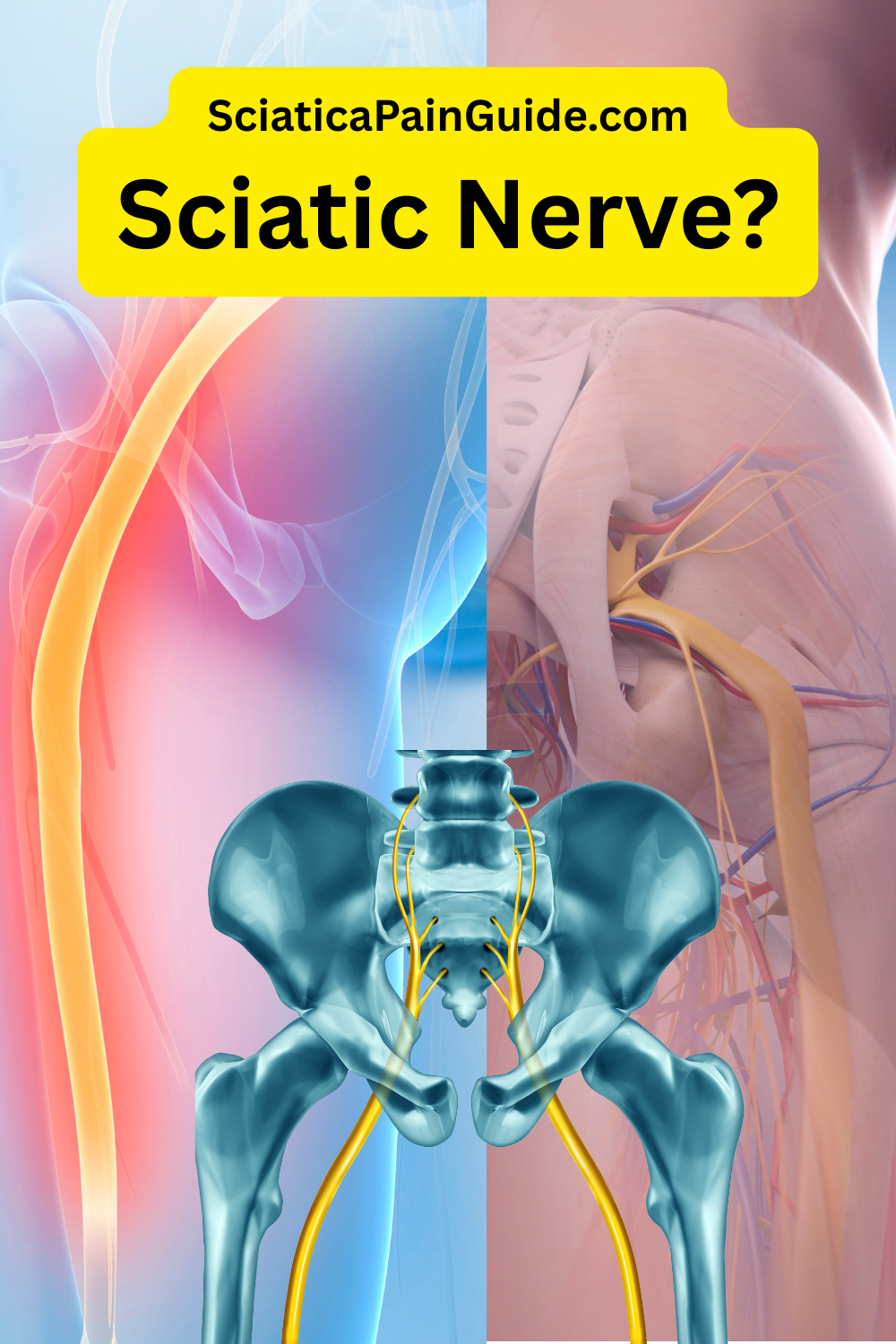 What Permits Passage of the Sciatic Nerve? Anatomy Explained Simply ...